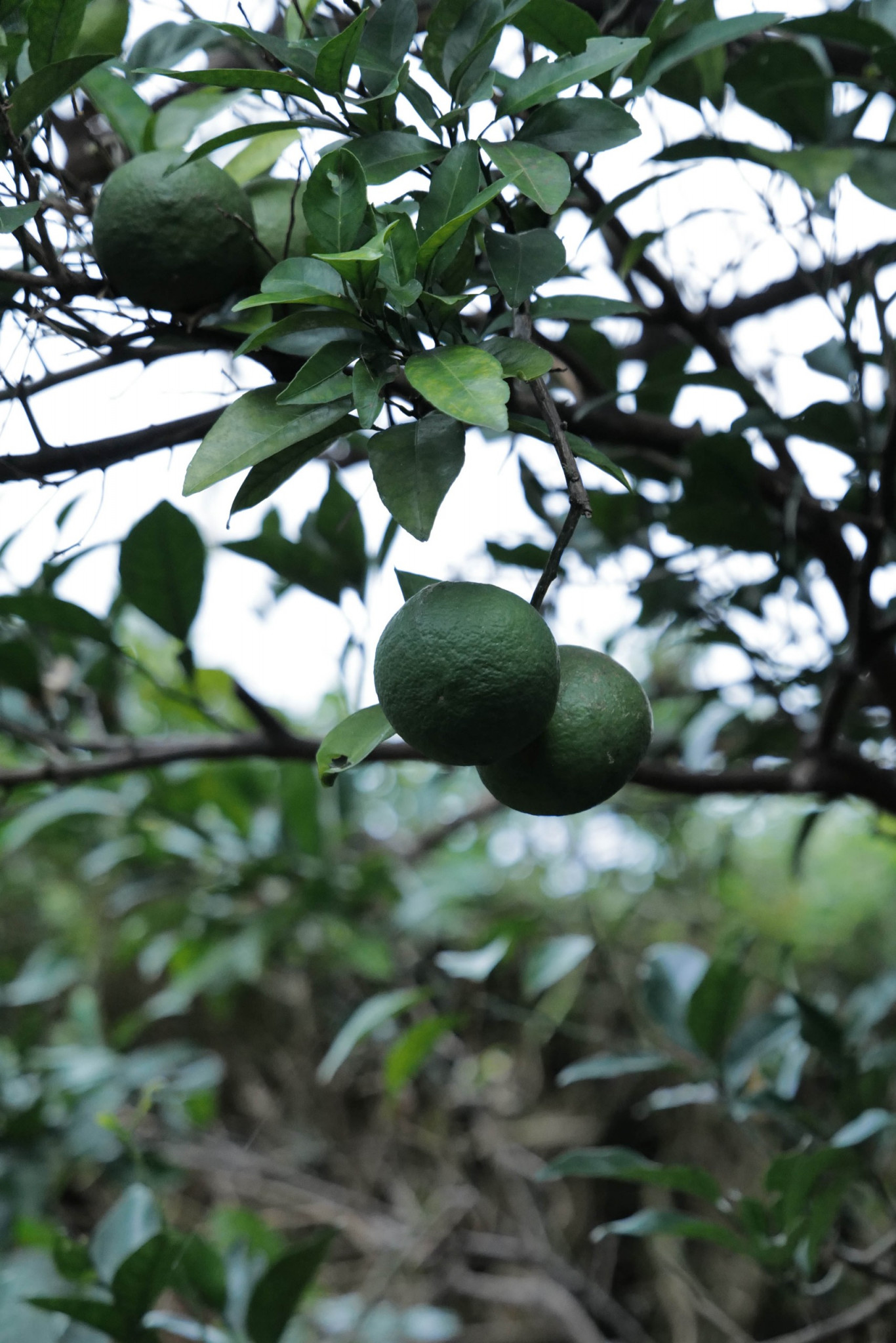 VOL.17 松浦弥太郎、湘南へ。パパスの文化をつくった憧れの人との対話 ｜ ぼくのパパス、わたしのノンノン。｜PAPAS COMPANY｜パパス